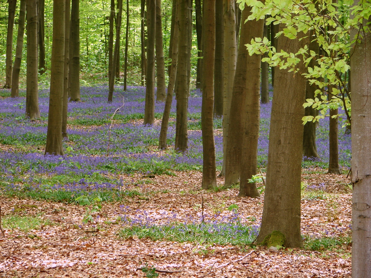 www.ronquieres.org | La foret bleue