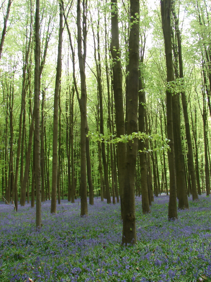 www.ronquieres.org | La foret bleue