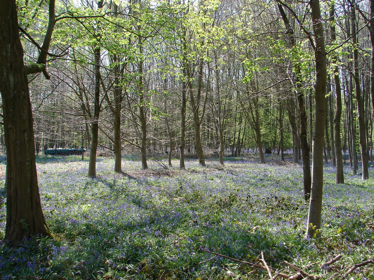 www.ronquieres.org | La foret bleue