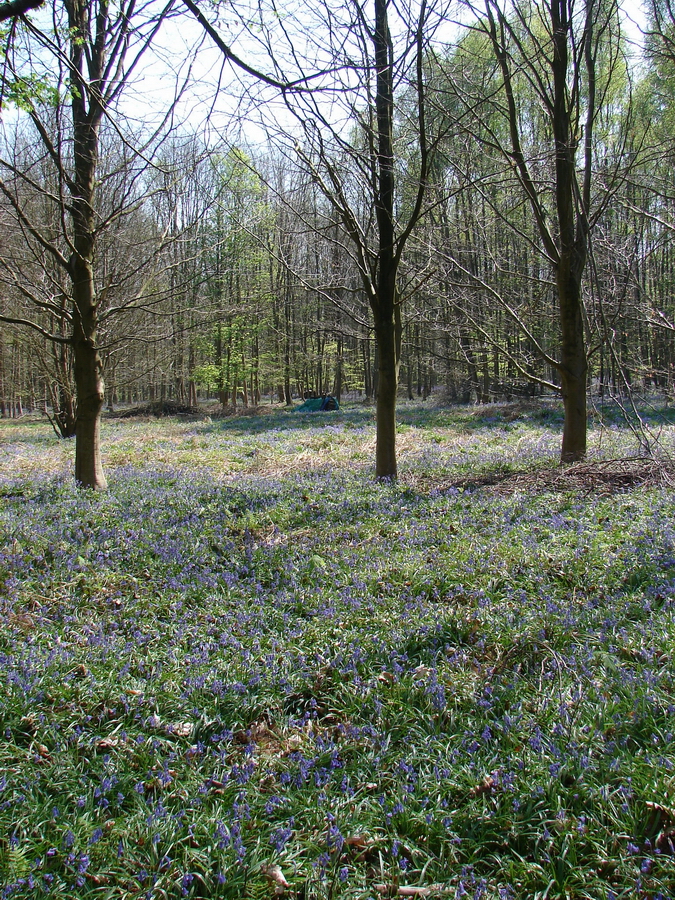 www.ronquieres.org | La foret bleue